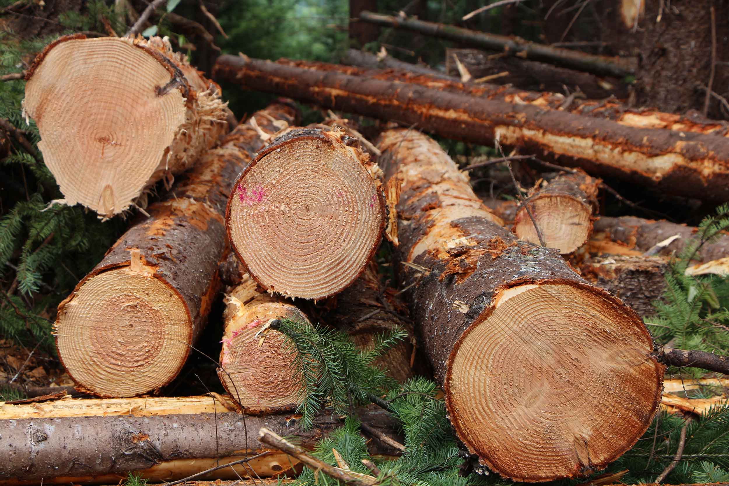 New China Log Requirements | Timber Harvesting